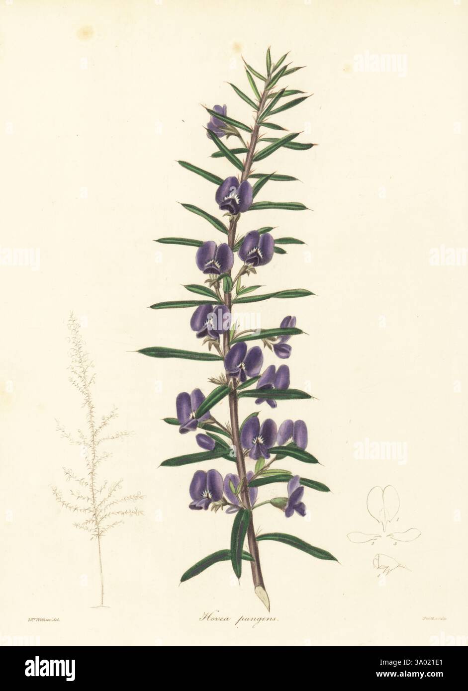 Devil's pins or pungent hovea, Hovea pungens. Native to Western ...