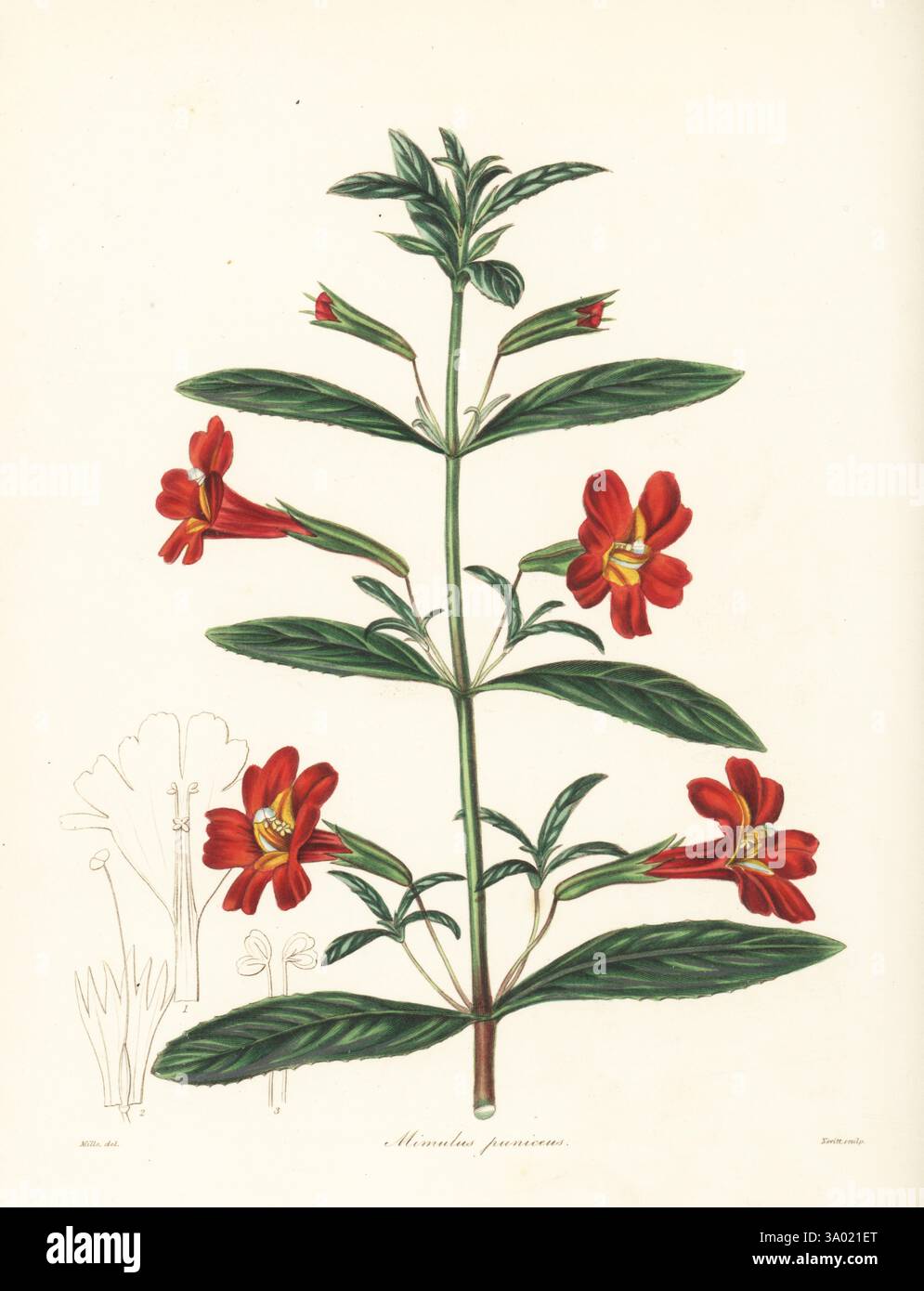 Mission diplacus hi-res stock photography and images - Alamy