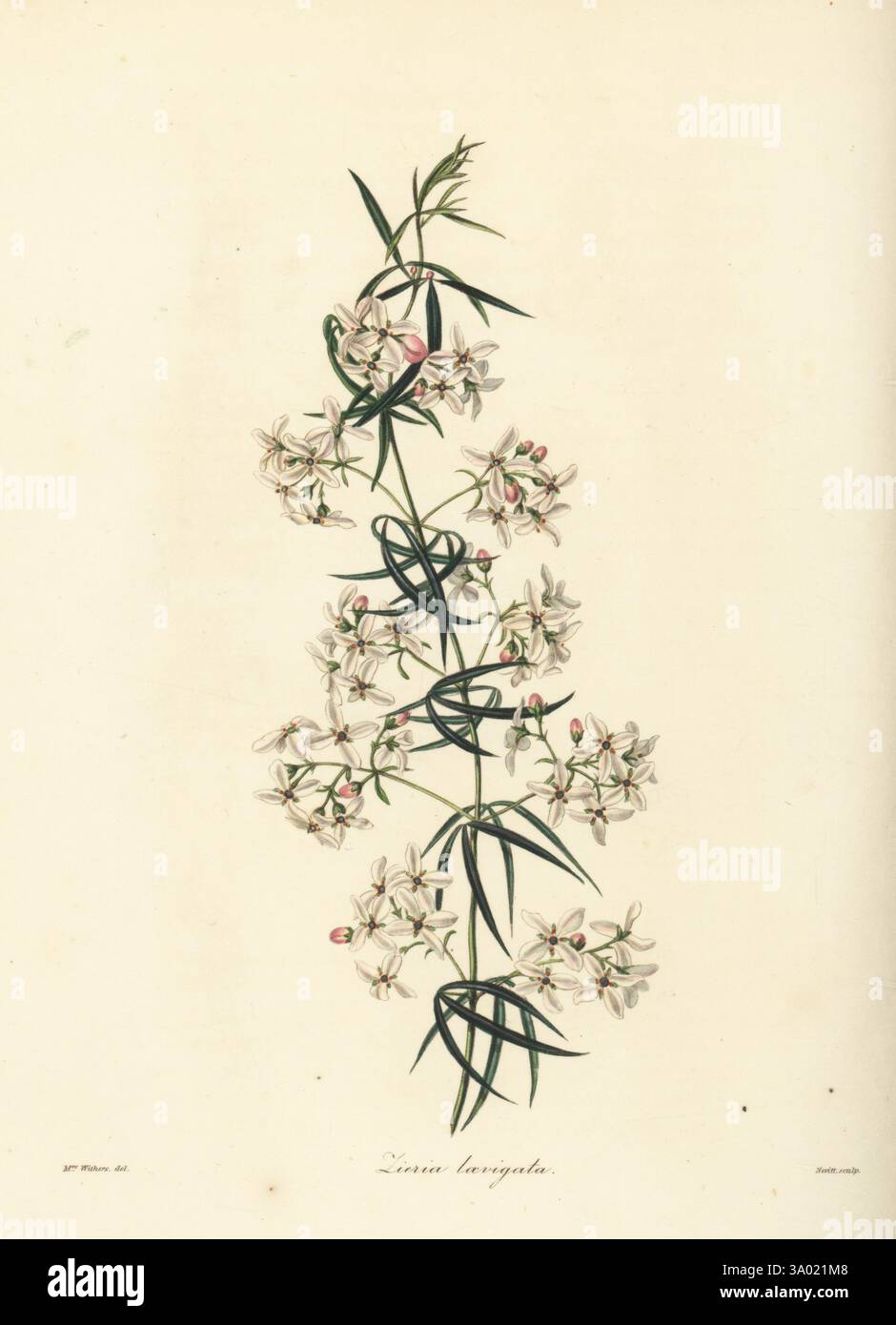 Smooth zieria, twiggy midge bush, or smooth-leaved zieria, Zieria ...