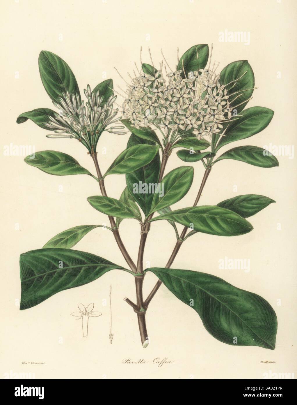 Pavetta lanceolata. South African pavetta, Pavetta caffra. Native to ...
