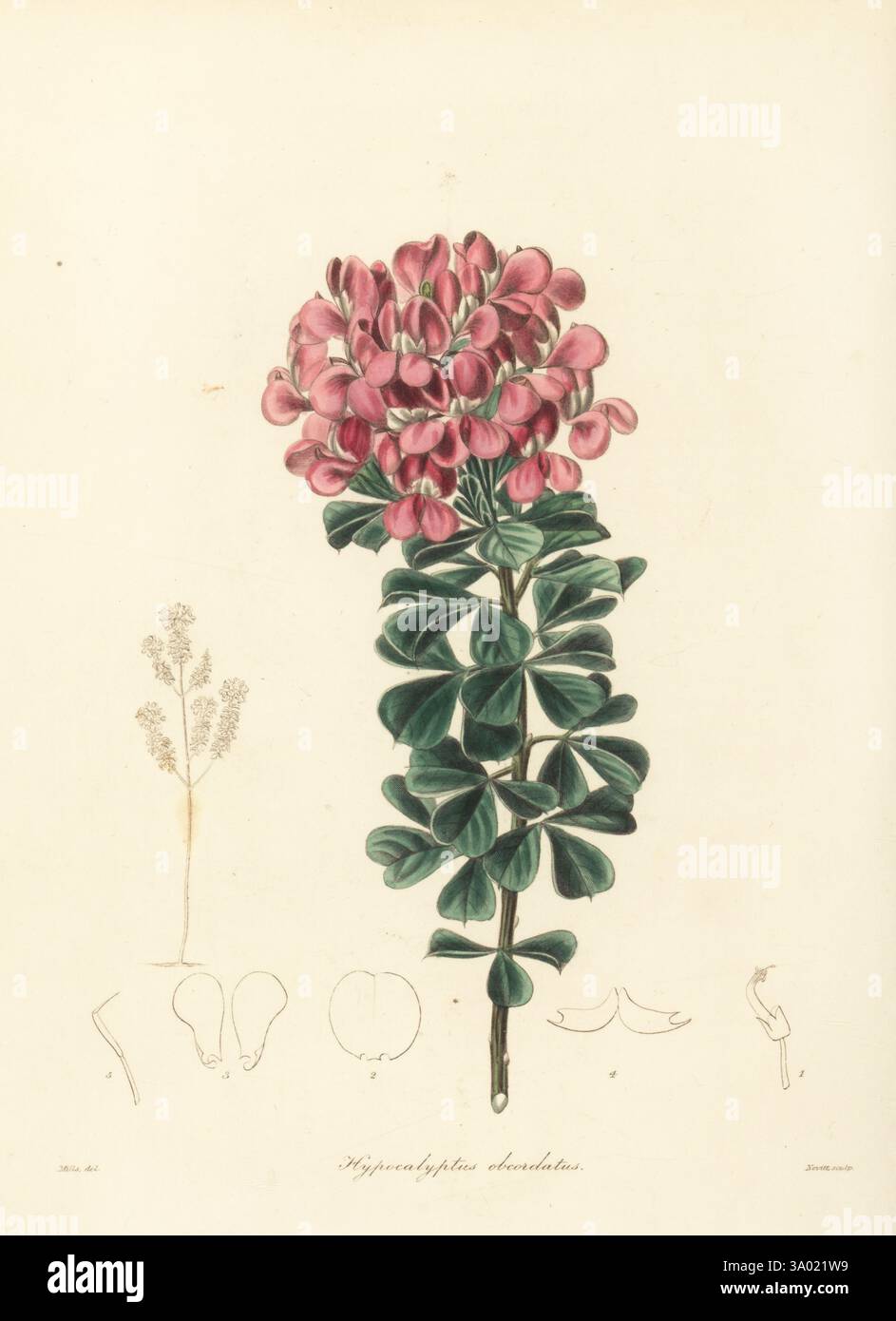 Hypocalyptus sophoroides. Obcordate-leaved hypocalyptus, Hypocalyptus ...