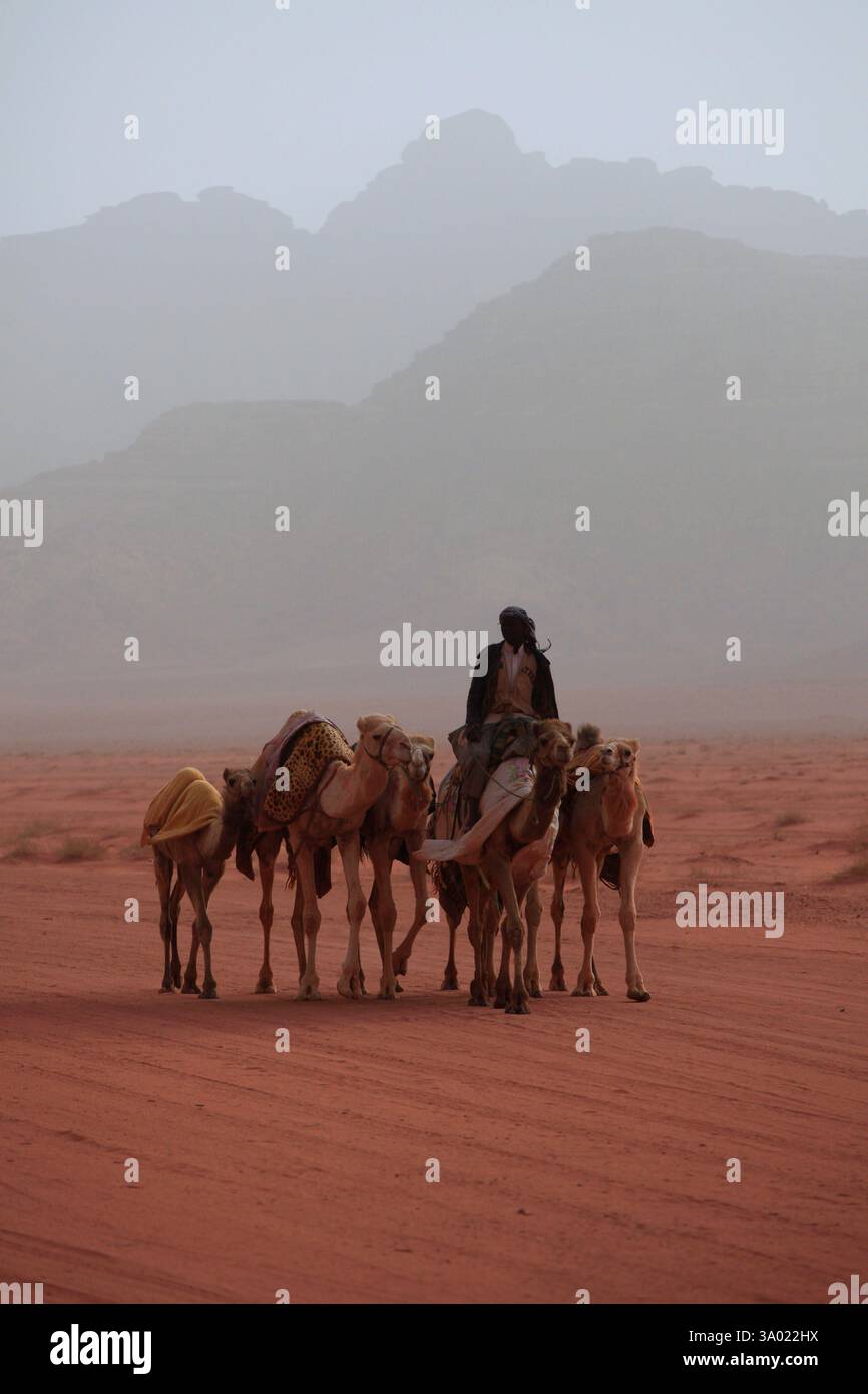 A Bedouin man riding a camel across the desert of Wadi Rum in Jordan ...