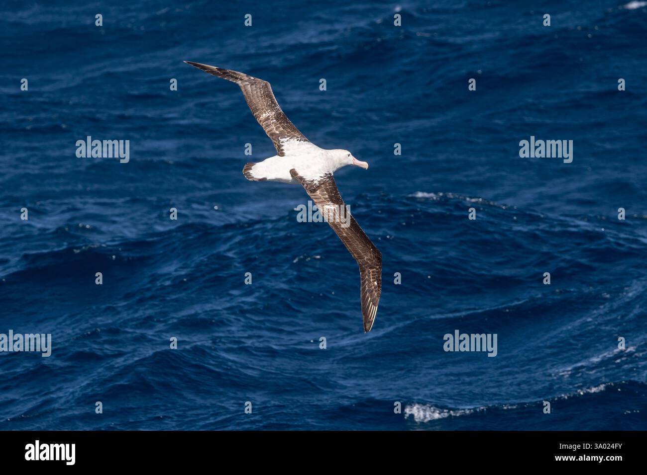Wandering Albatross (Diomedea exulans) - also known as Snowy Albatross ...