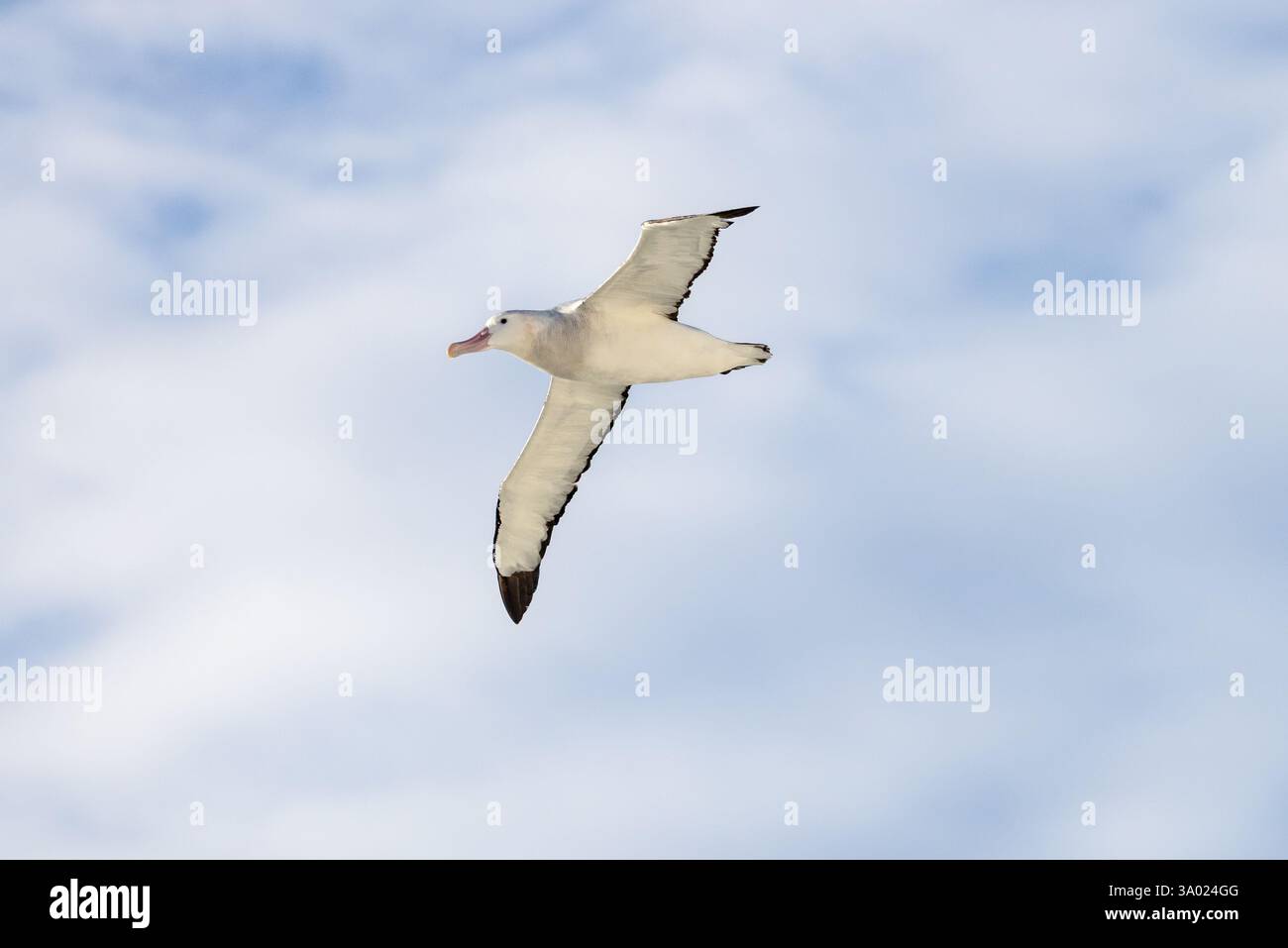 Wandering Albatross (Diomedea exulans) - also known as Snowy Albatross ...