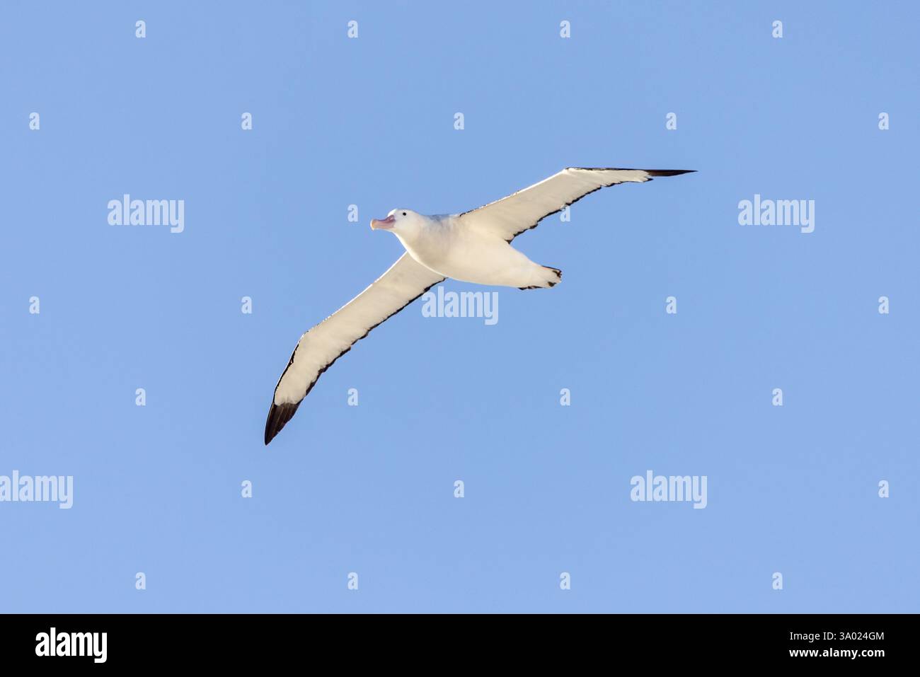 Wandering Albatross (Diomedea exulans) - also known as Snowy Albatross ...