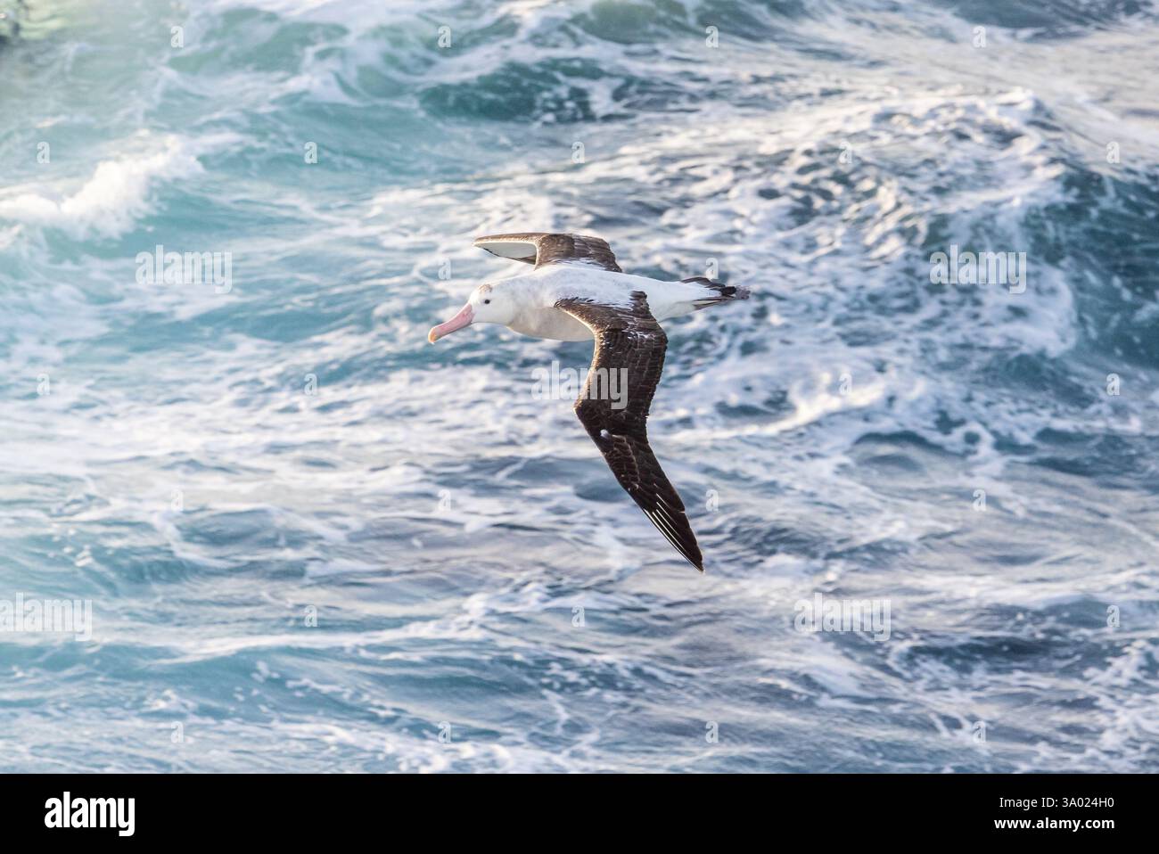 Wandering Albatross (Diomedea exulans) - also known as Snowy Albatross ...