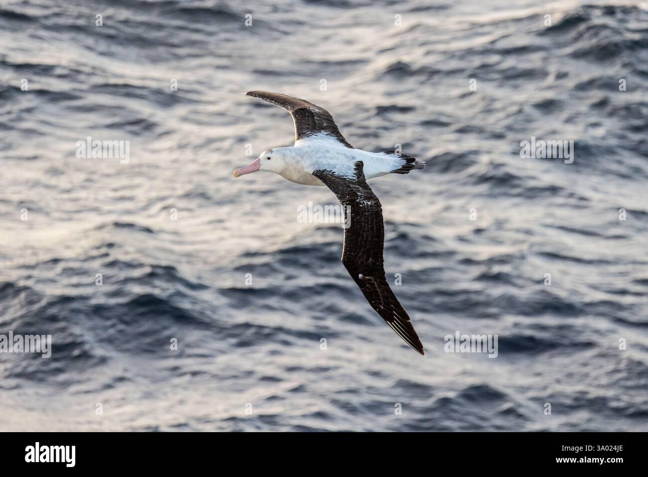 Wandering Albatross (Diomedea exulans) - also known as Snowy Albatross ...