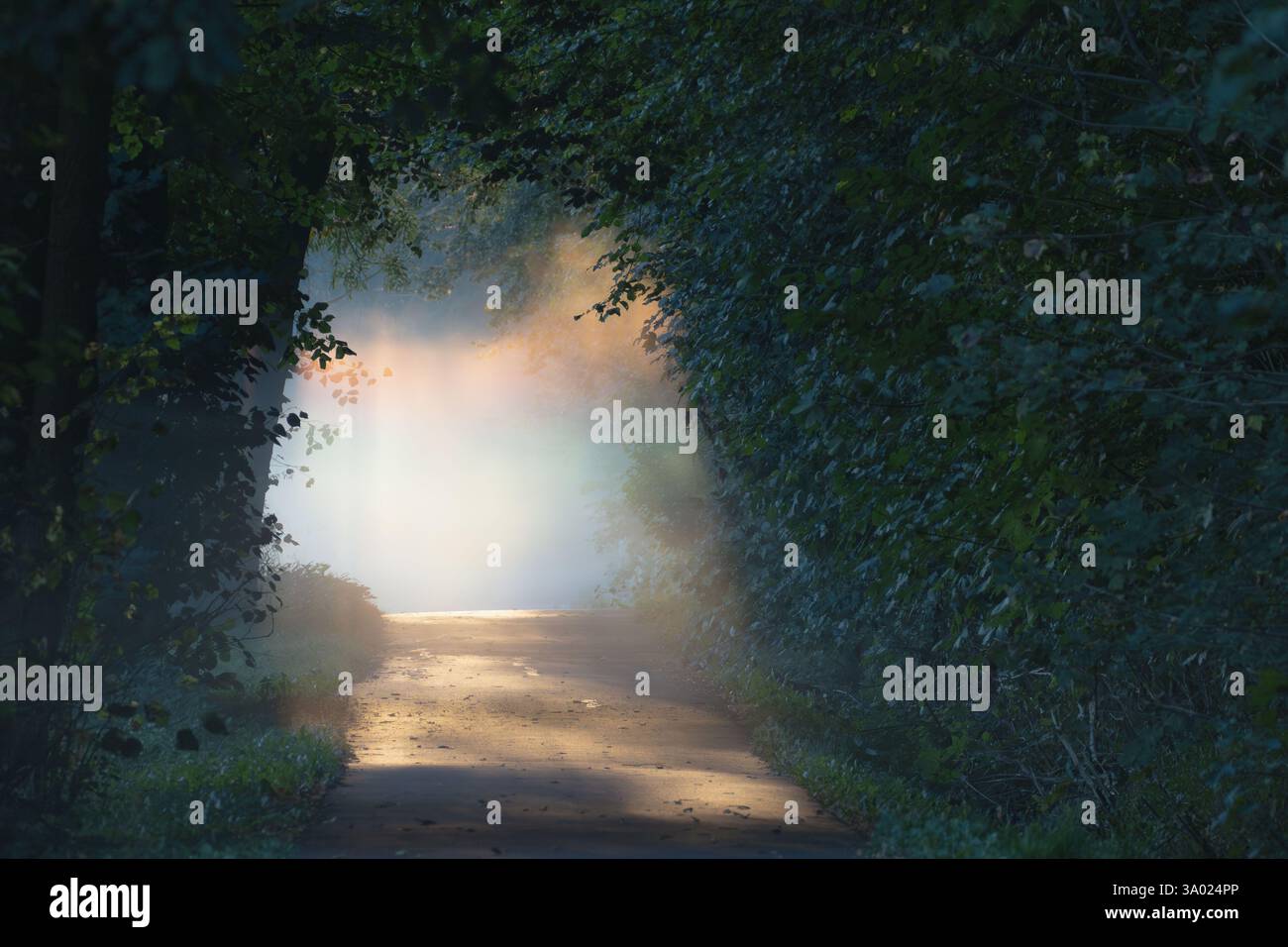 Mysterious Forest Pathway with Mist and Sunlight Stock Photo - Alamy