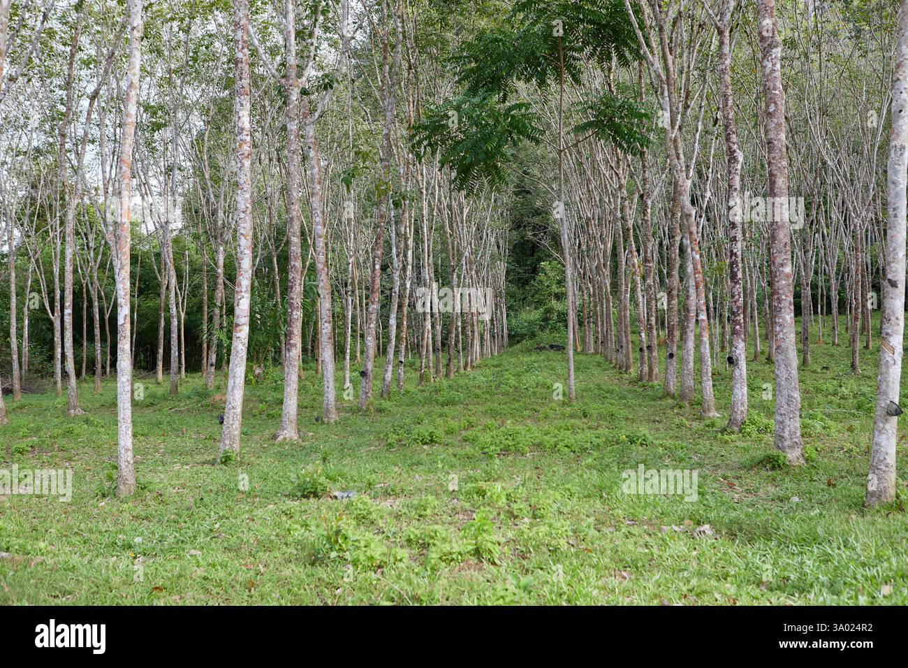 Rubber tree tapping agriculture forest hi-res stock photography and ...