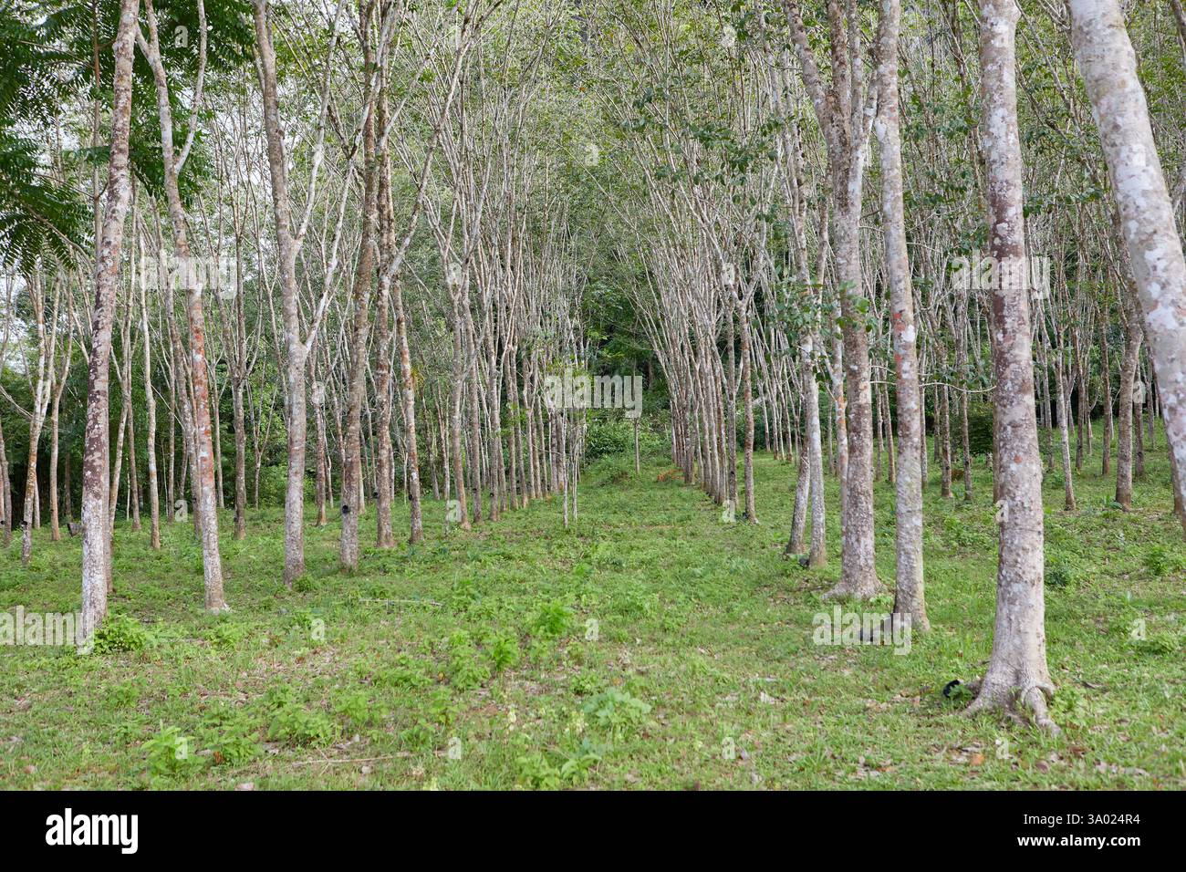 Rubber tree growth on field Stock Photo - Alamy