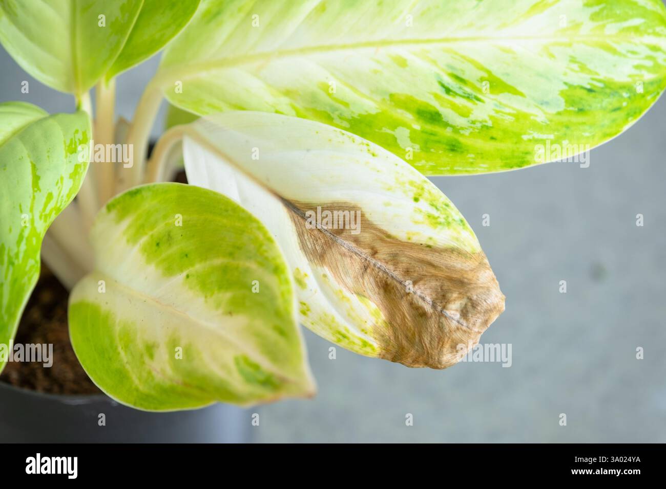 Problems in cultivation on sheet of aglaonema - leaves affected by ...