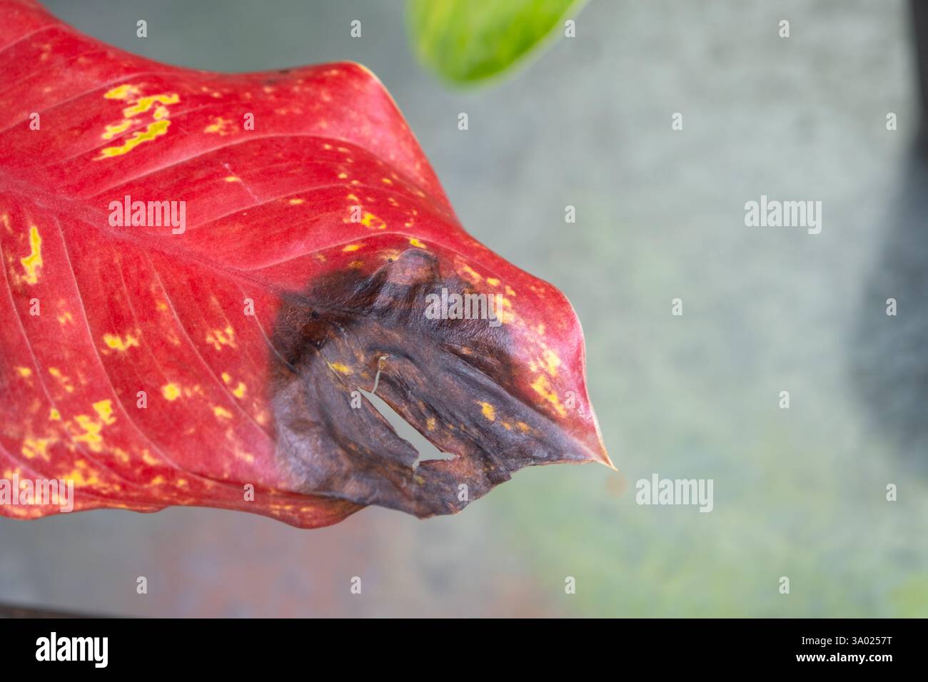 Problems in cultivation on red sheet of aglaonema - leaves affected by ...