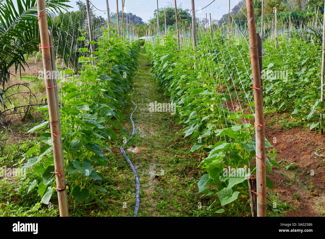 Young cucumber vine growing on trellis net of agricultural field Stock ...