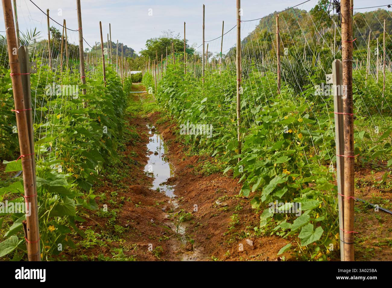 Young cucumber vine growing on trellis net of agricultural field Stock ...