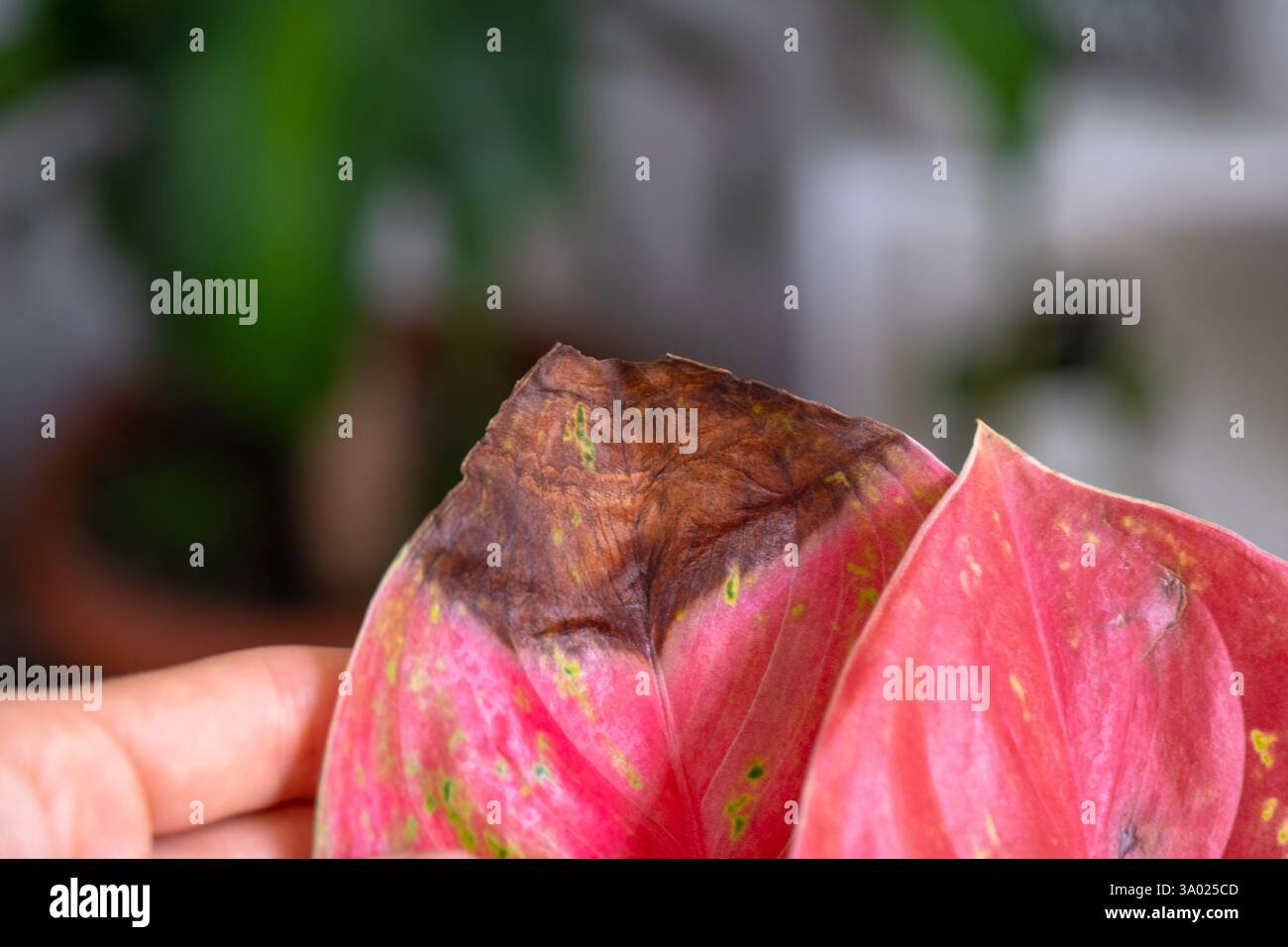 Problems in cultivation on red sheet of aglaonema - leaves affected by ...