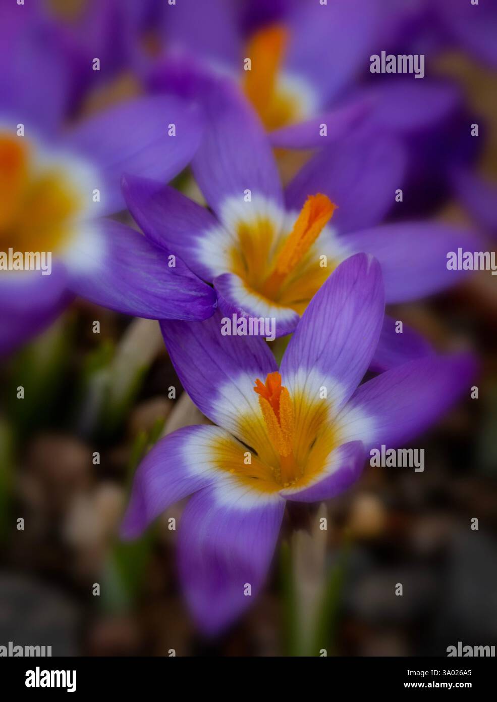 Natural close up flowering plant portrait of the stunning Crocus ...
