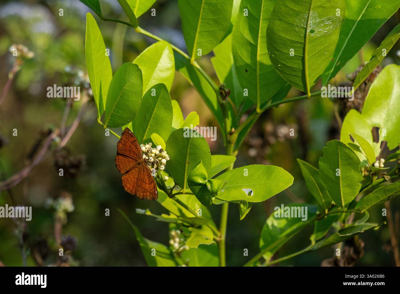 Butterflies and moths are very closely-related insect groups that make ...