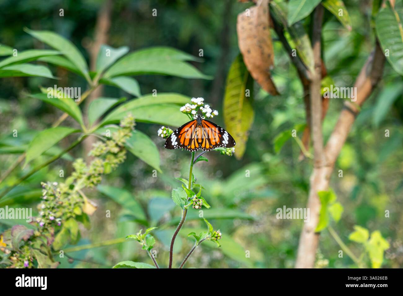 Butterflies are one of the many species of insects that belong to ...