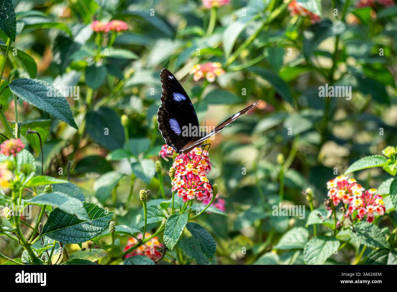 Butterflies have four vividly colored and patterned wings, covered in ...