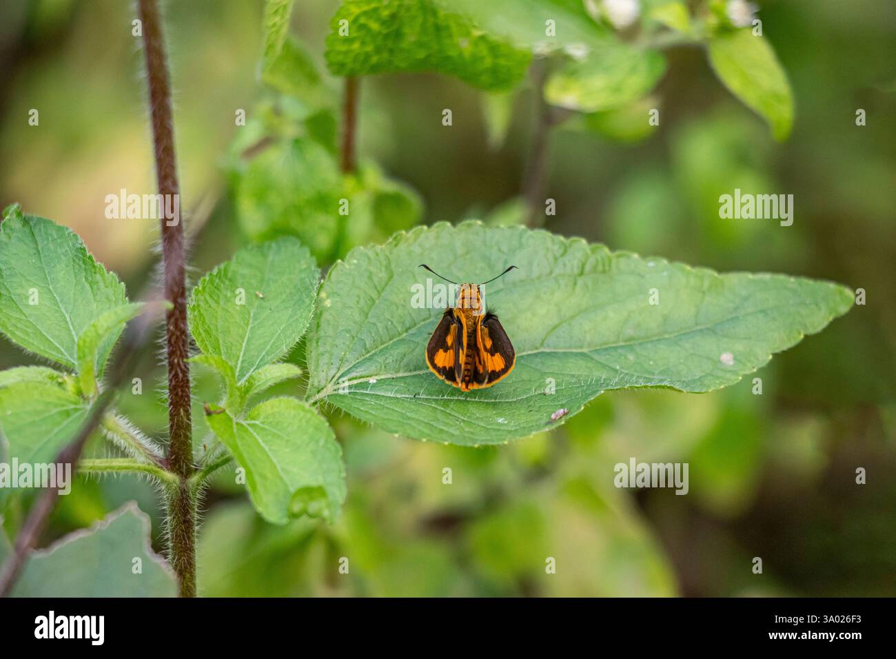 Butterflies play a crucial role in ecosystems and are admired for their ...