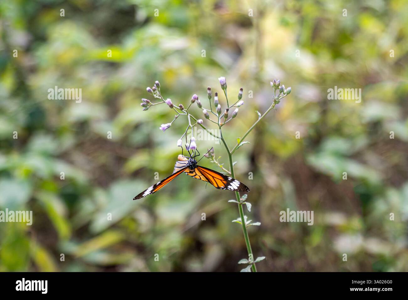 Butterflies symbolize transformation, hope, and resilience. While ...