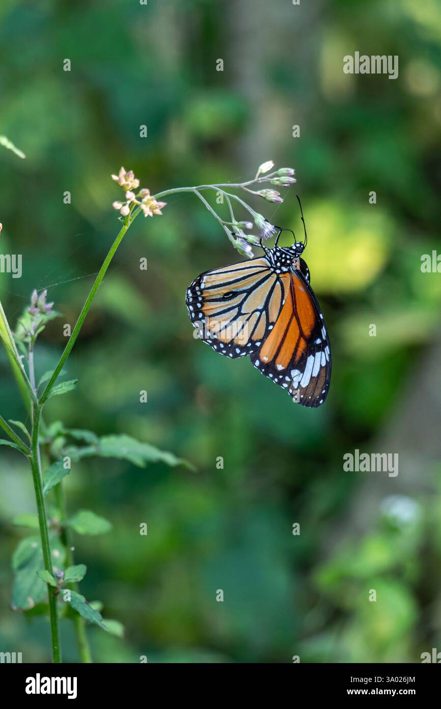 Butterfly with detailed patterns and they collecting honey from wild ...