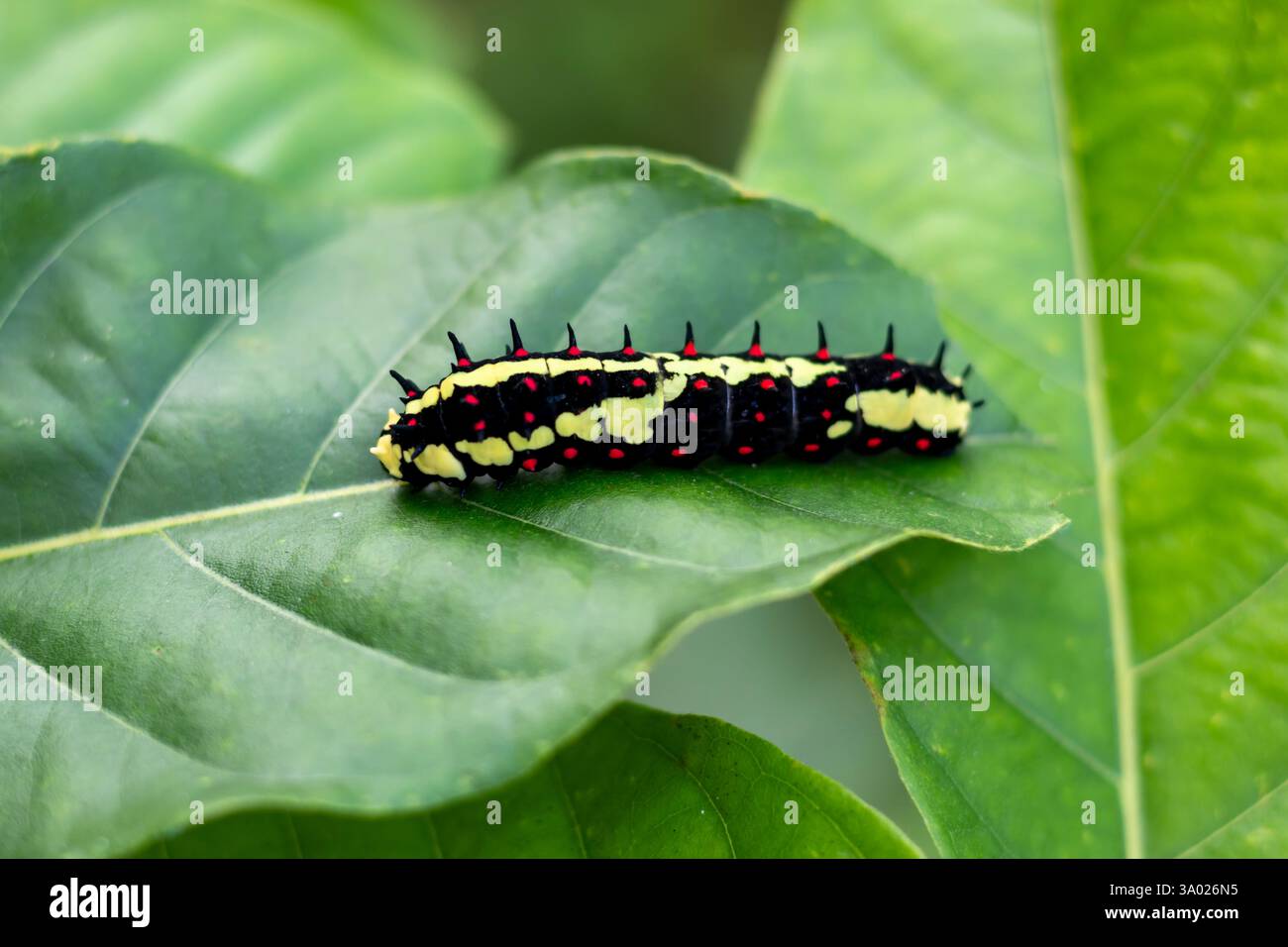 Colorful insects on green leaves create a striking contrast, adding ...