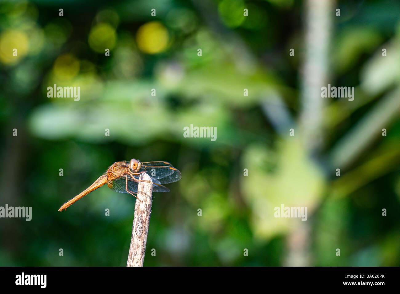 Dragonflies are expert fliers, but their still moments are equally ...