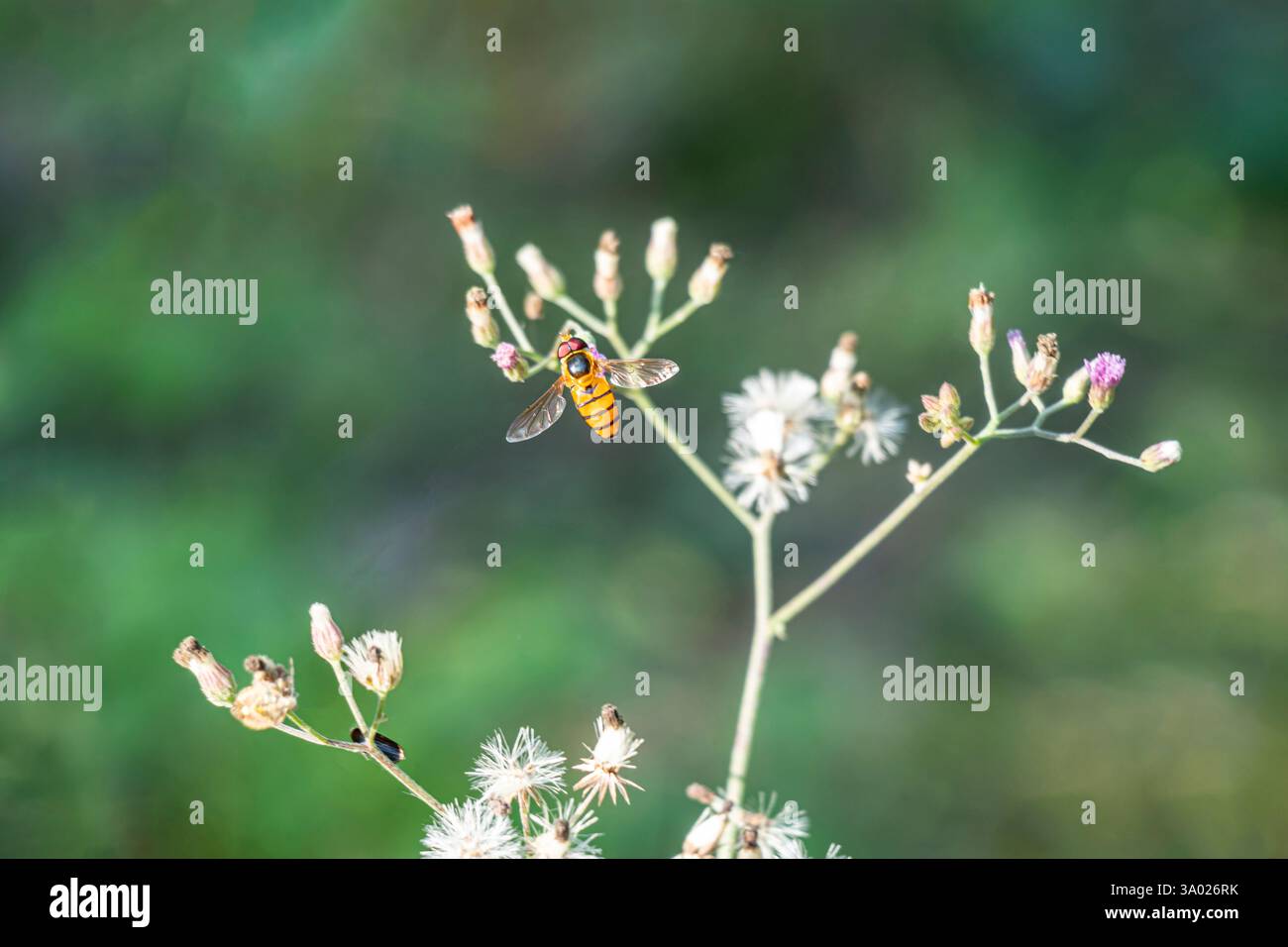 Honey bees are super important pollinators for flowers, fruits and ...