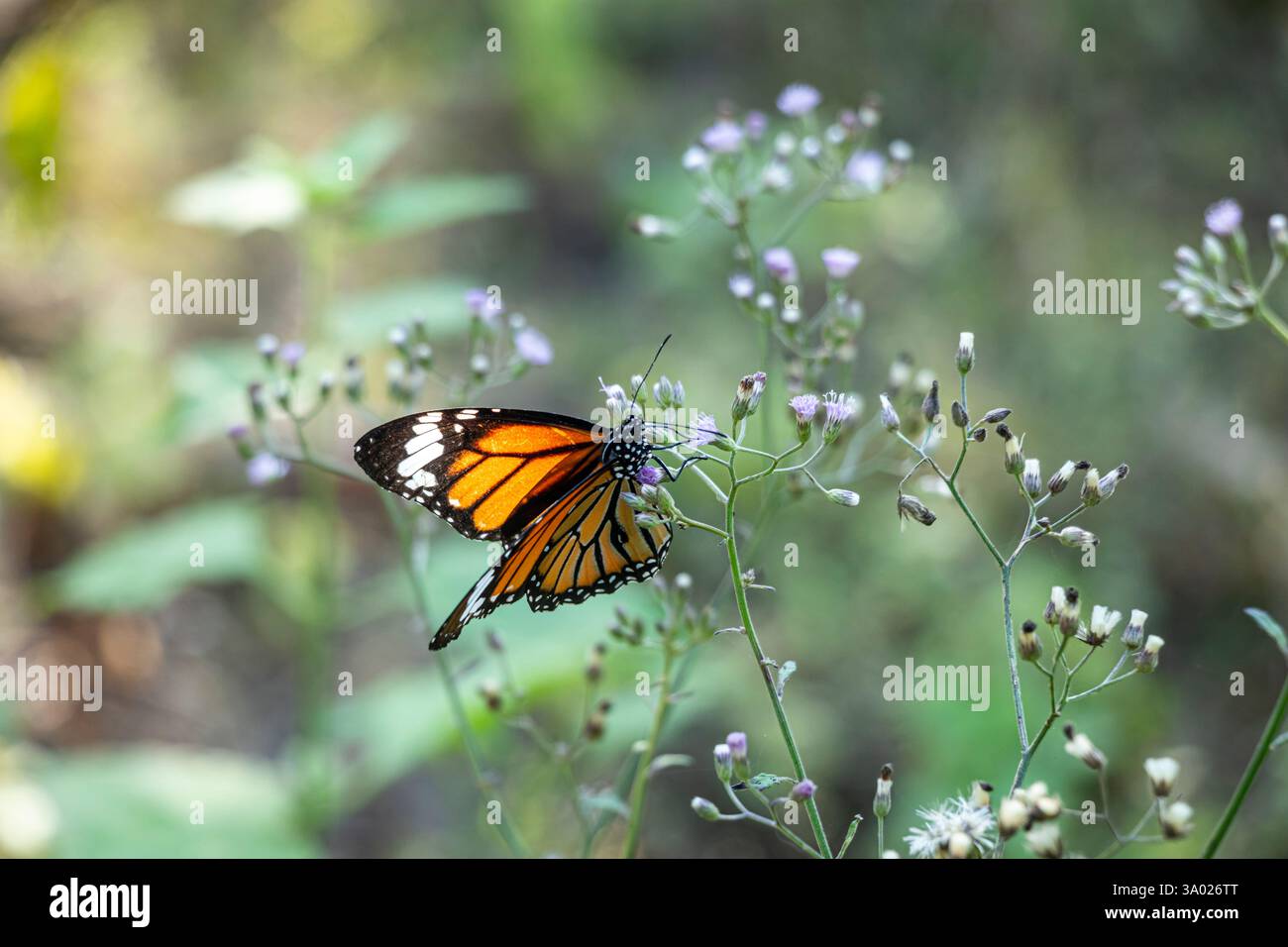 The beauty of the butterfly are delicate and so many colors. Each ...