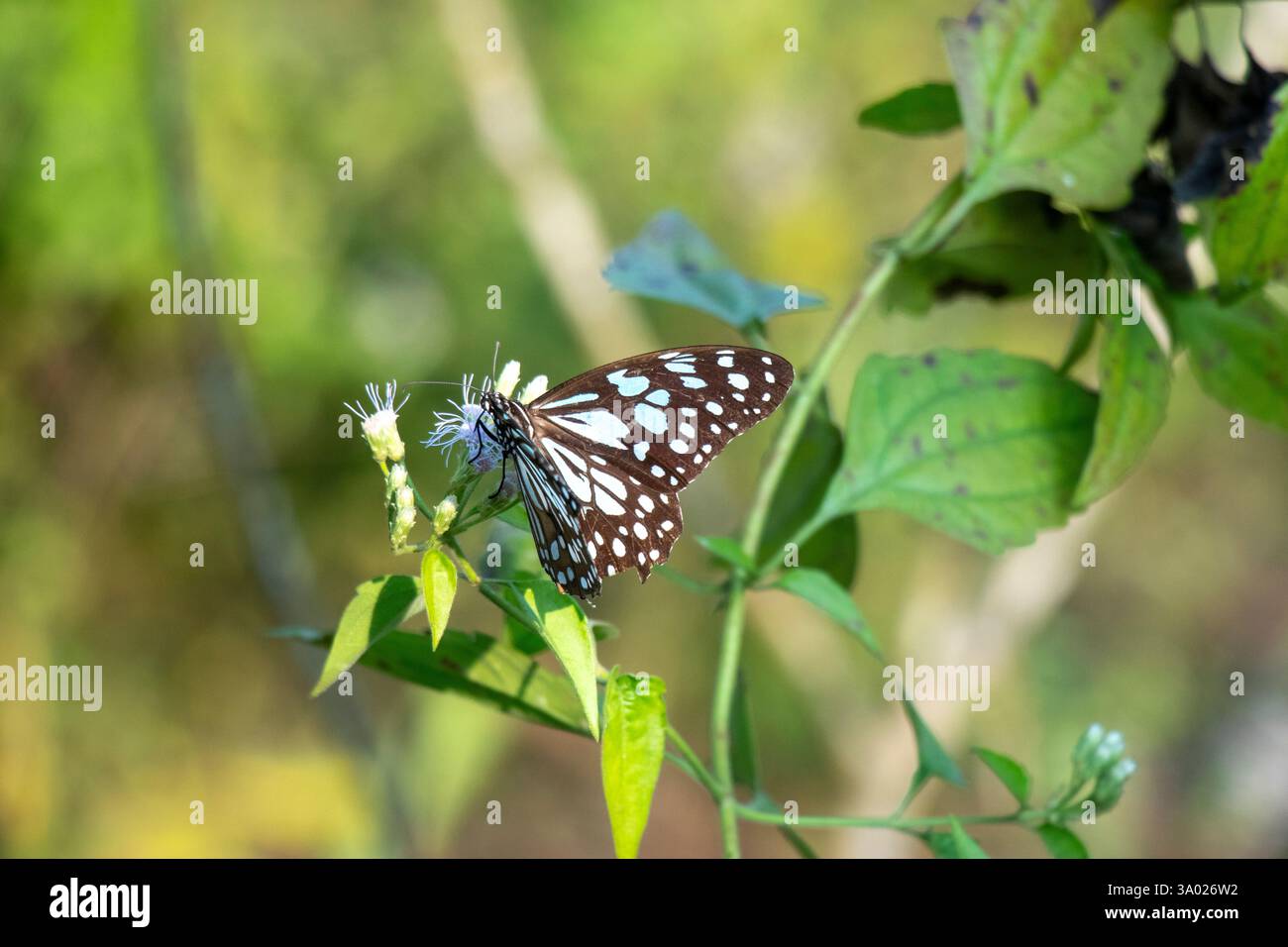 The butterfly is one of the most beautiful insects in the world ...