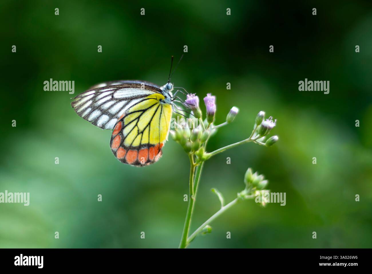 The colorful butterfly is collecting nectar from wildflowers. Butterflies are insects from the ...
