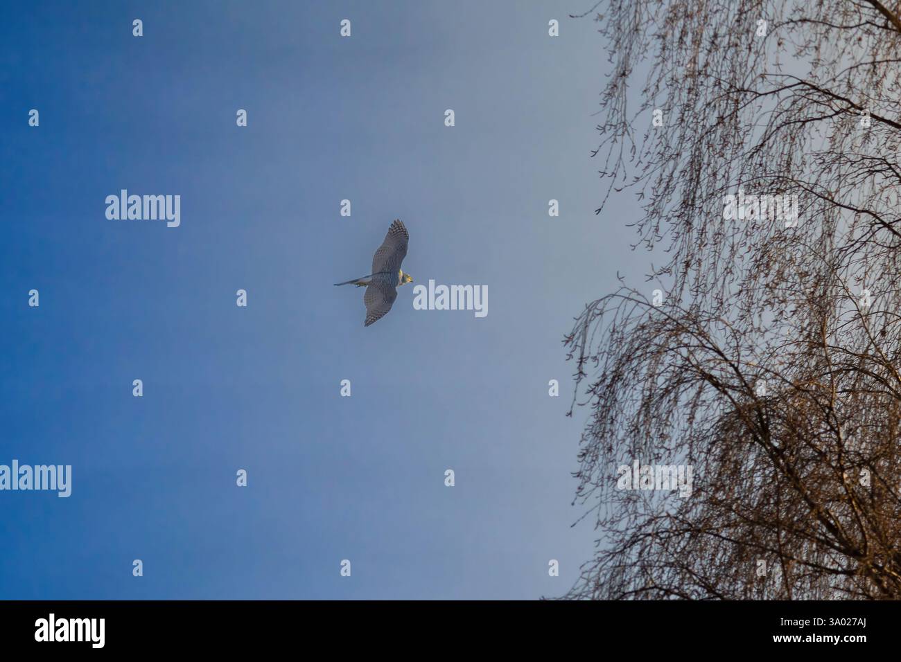 Northern goshawk accipiter gentilis adult flying in blue sky. Strong ...