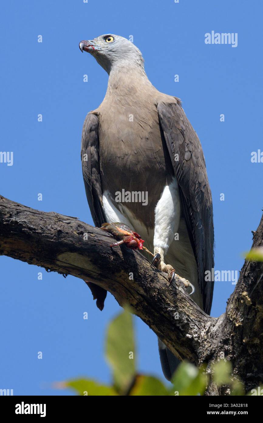 Grey-headed fish eagle (Ichthyophaga (=Haliaeetus) ichthyaetus) from Kanha NP, India Stock Photo ...