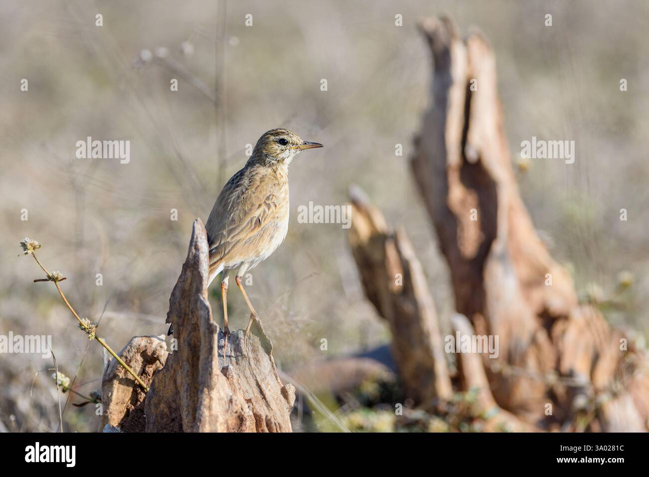Richard's Pipit (Anthus richardi) from Pench NP, India Stock Photo - Alamy