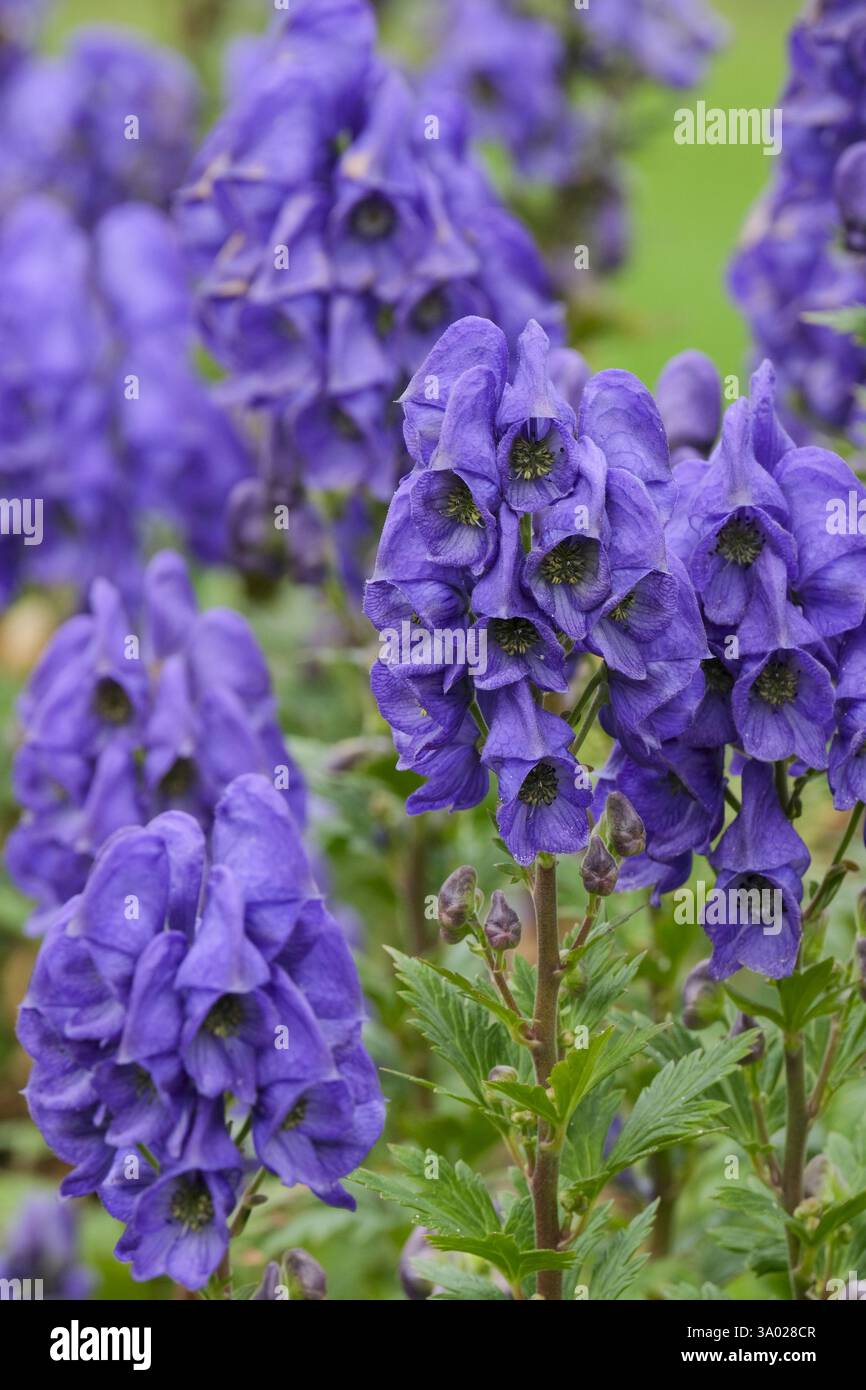 Aconitum carmichaelii (Arendsii Group) Arendsii, monk's hood Arendsii ...