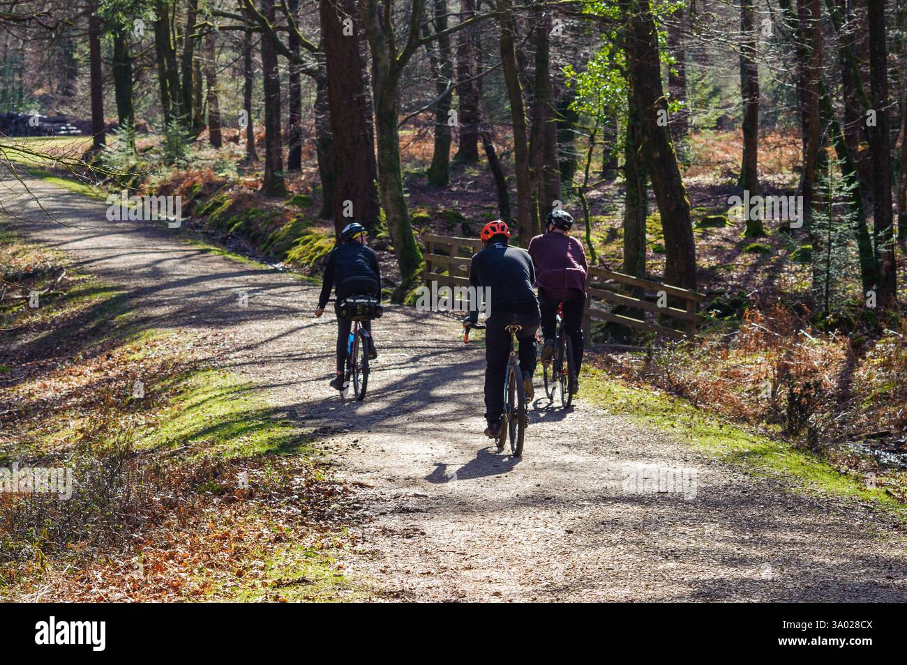 Cyclists on a designated cycle path in the New Forest, Hampshire, UK ...