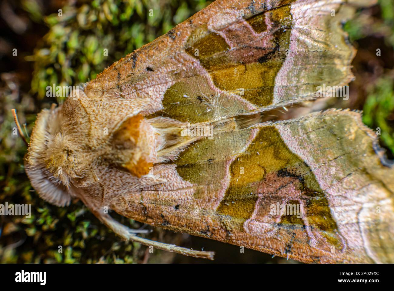 Macro photography of a moth's wings, revealing intricate patterns and ...