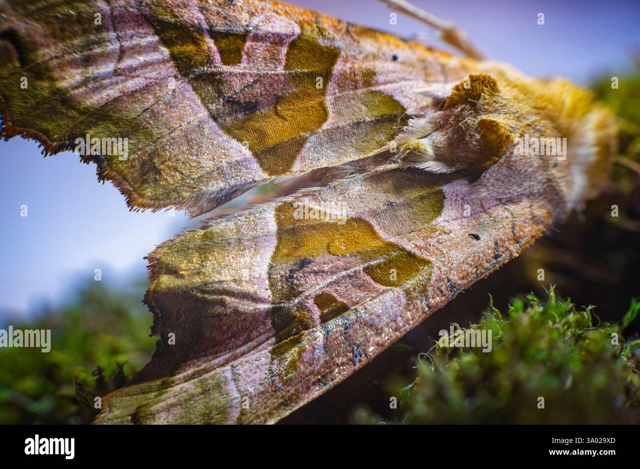 Macro photography of a moth's wings, revealing intricate patterns and ...