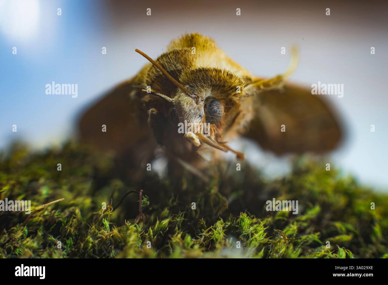 Macro photography of a moth's wings, revealing intricate patterns and ...