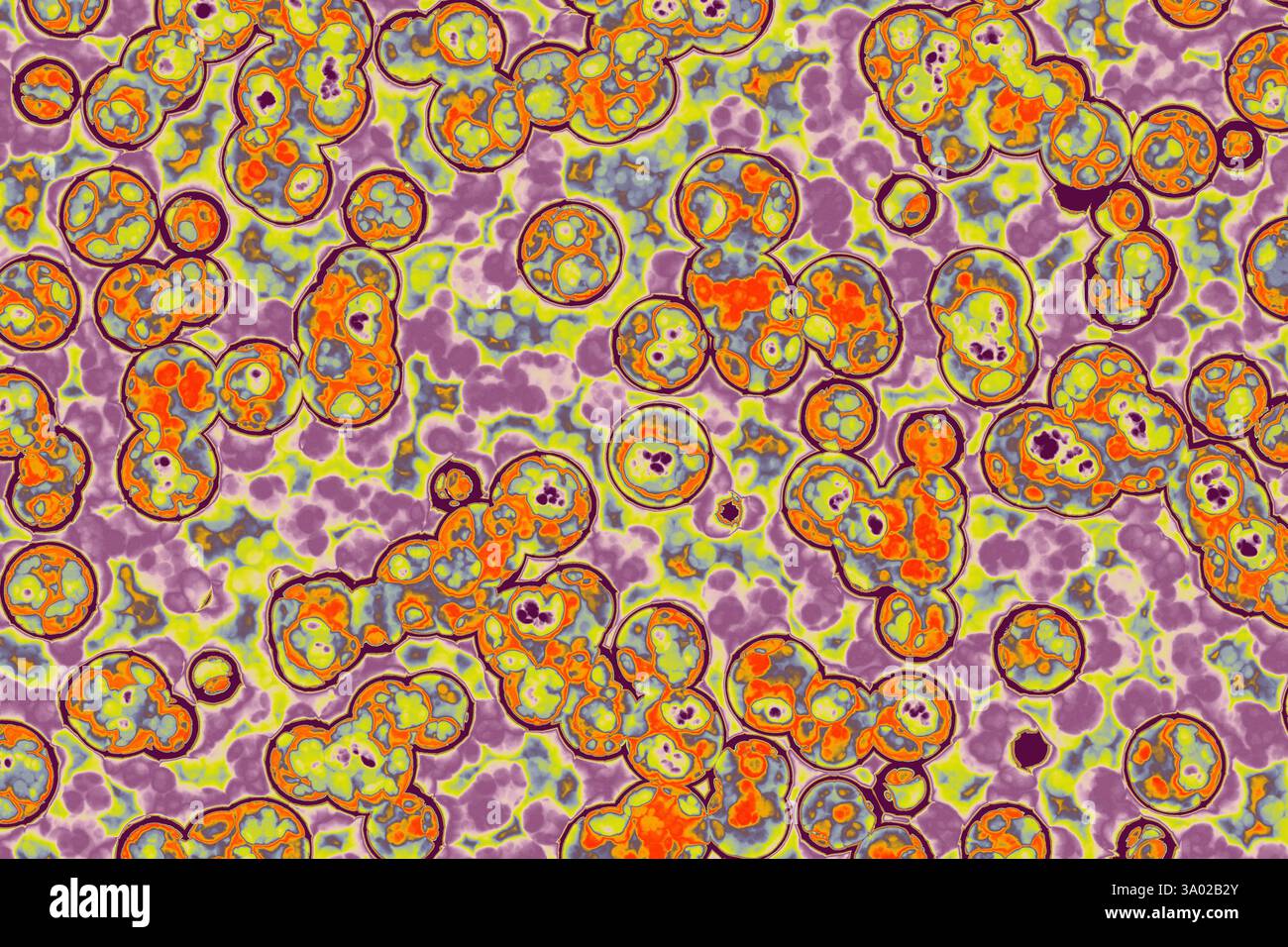 Shape of bacterial cell: cocci, bacilli, spirilla bacteria background ...