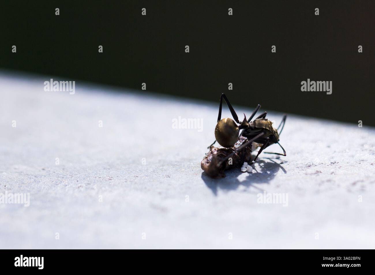 Little ant feeding on its meal Stock Photo - Alamy