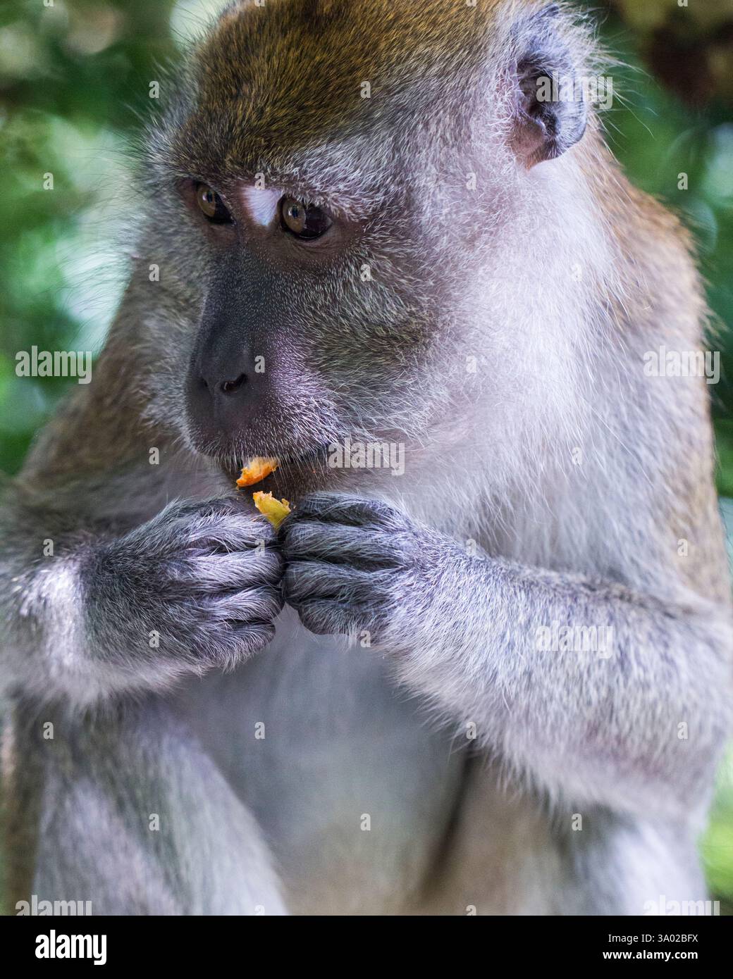 Monkey feeding habits hi-res stock photography and images - Alamy