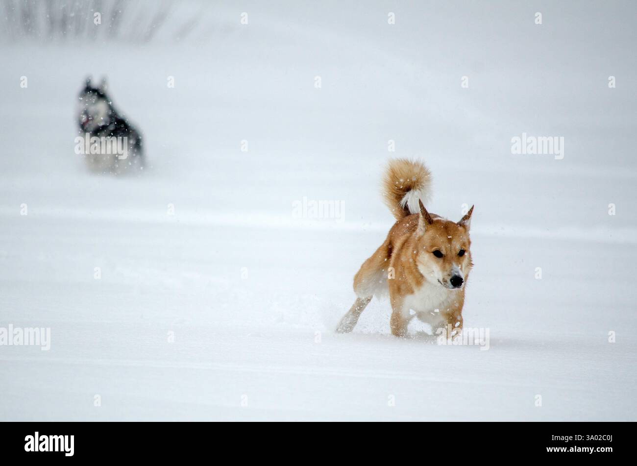 Two dogs sprint playfully across expansive white snow. Brown dog leads ...