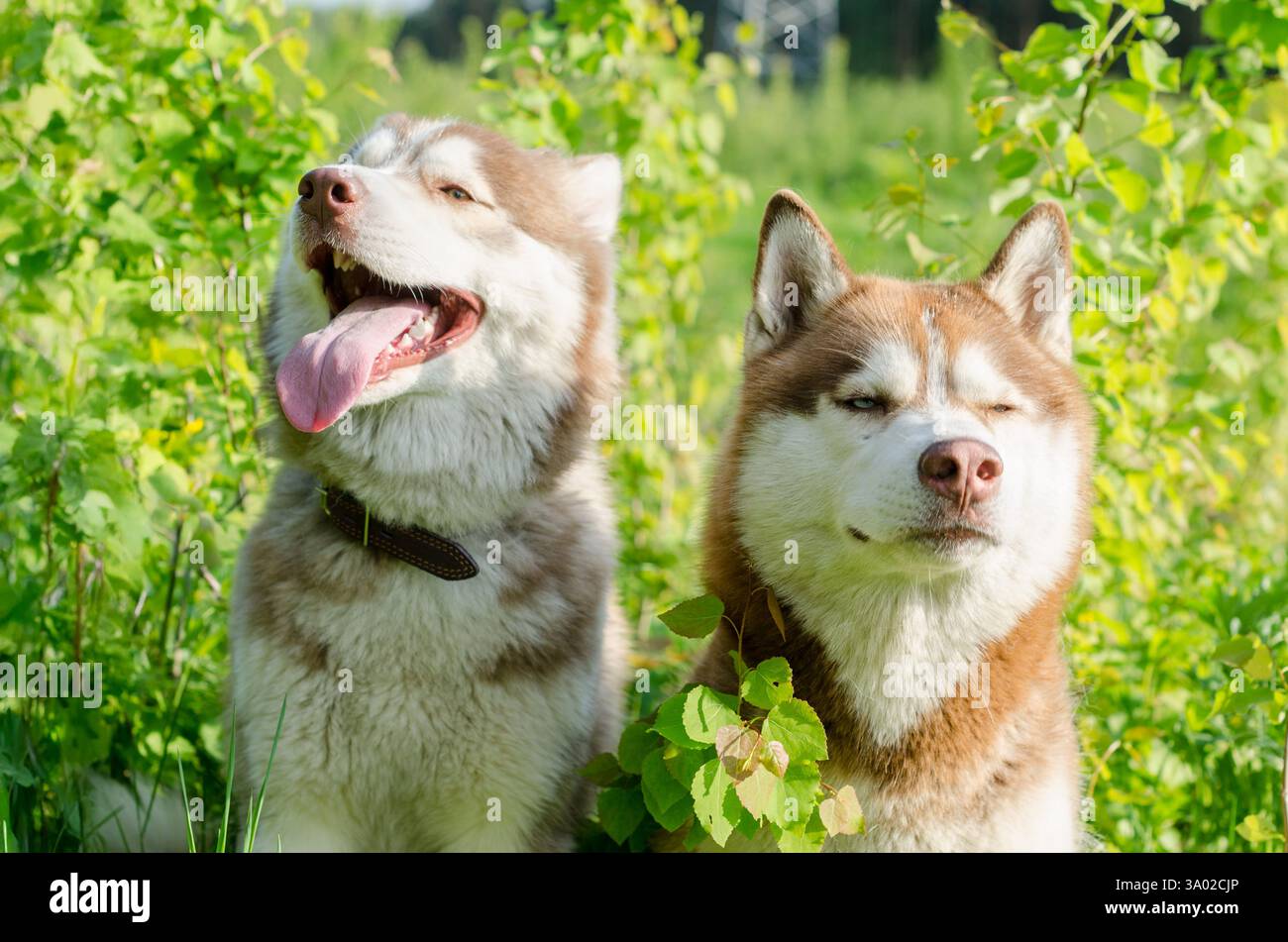 Two siberian huskies relax amidst tall grass in sunlit field. Bright ...