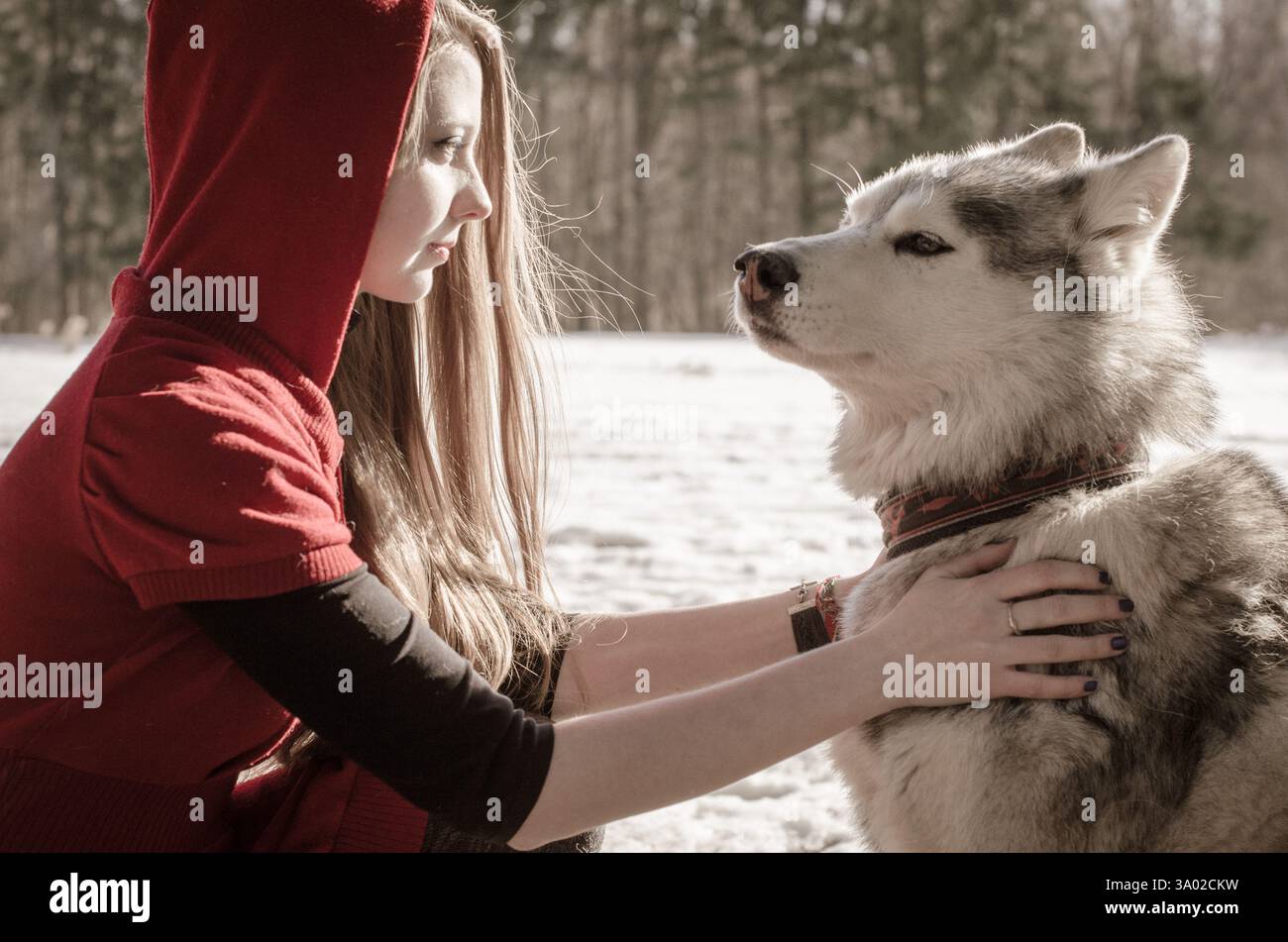 Young female with long red hair, wearing red hood, gently pets wolf in ...