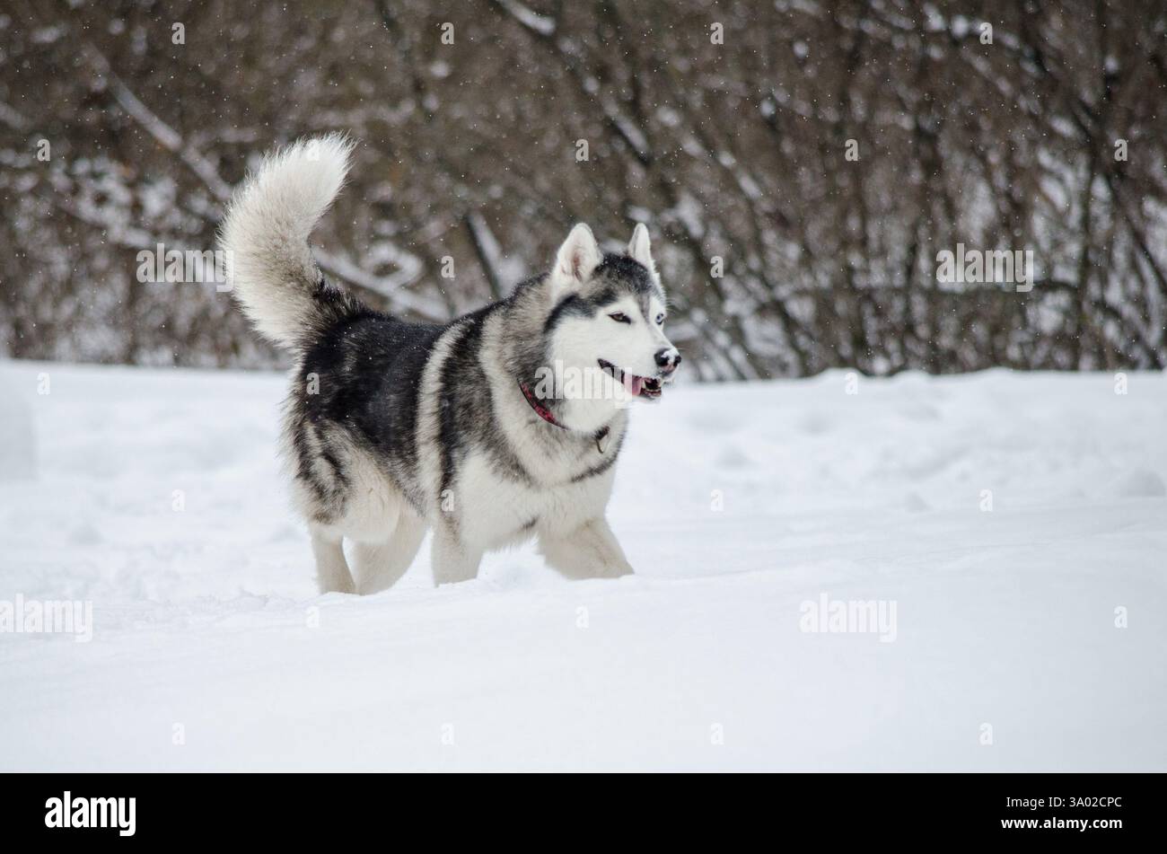 Energetic siberian husky stands in snow, surrounded by trees. Overcast ...