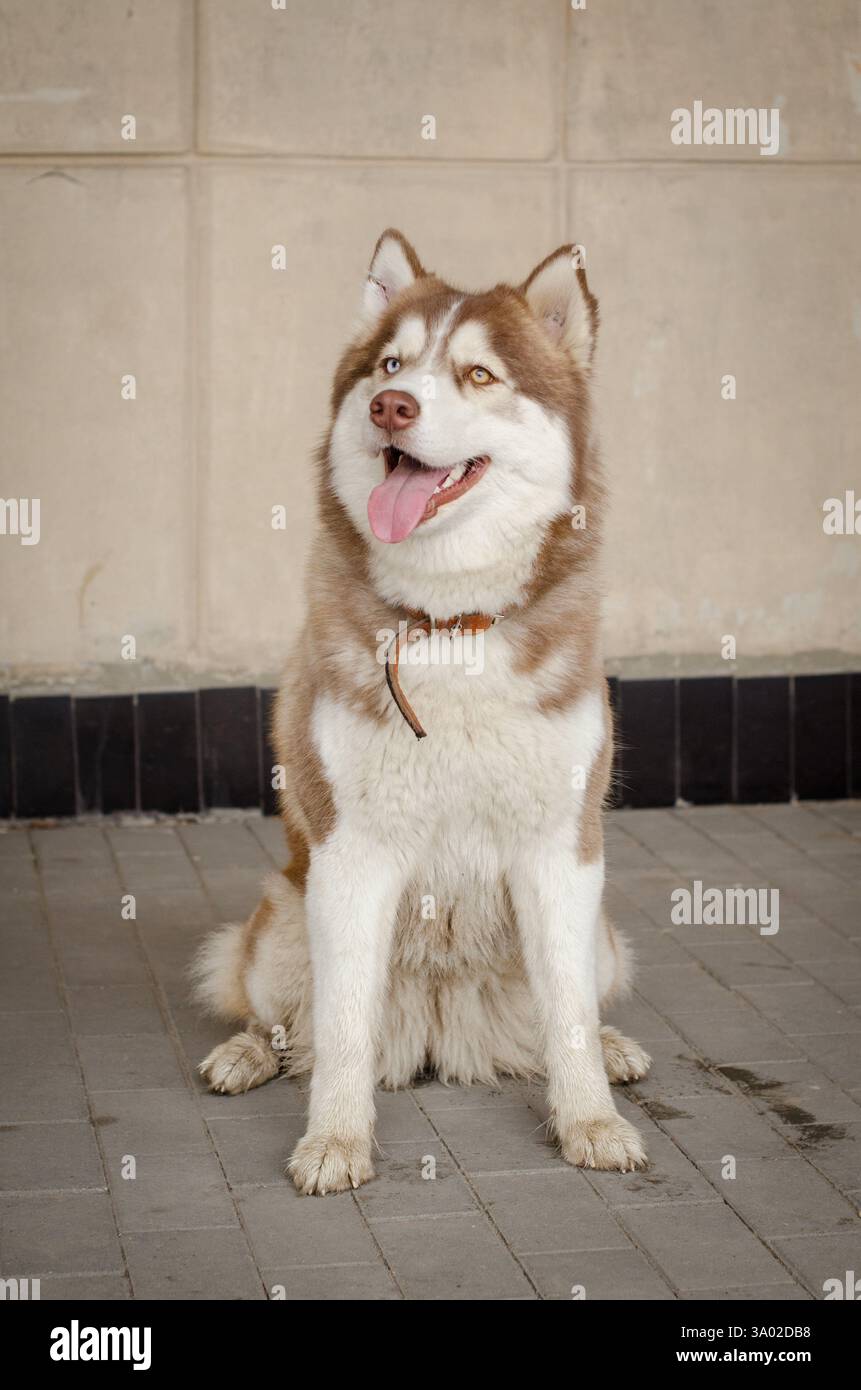 Brown and white husky sits calmly on gray tiled floor, wall backdrop ...