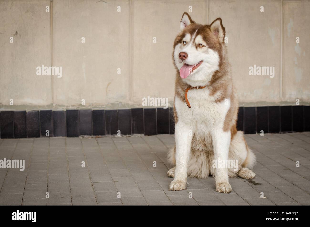Brown and white husky sits calmly on gray tiled floor, wall backdrop ...