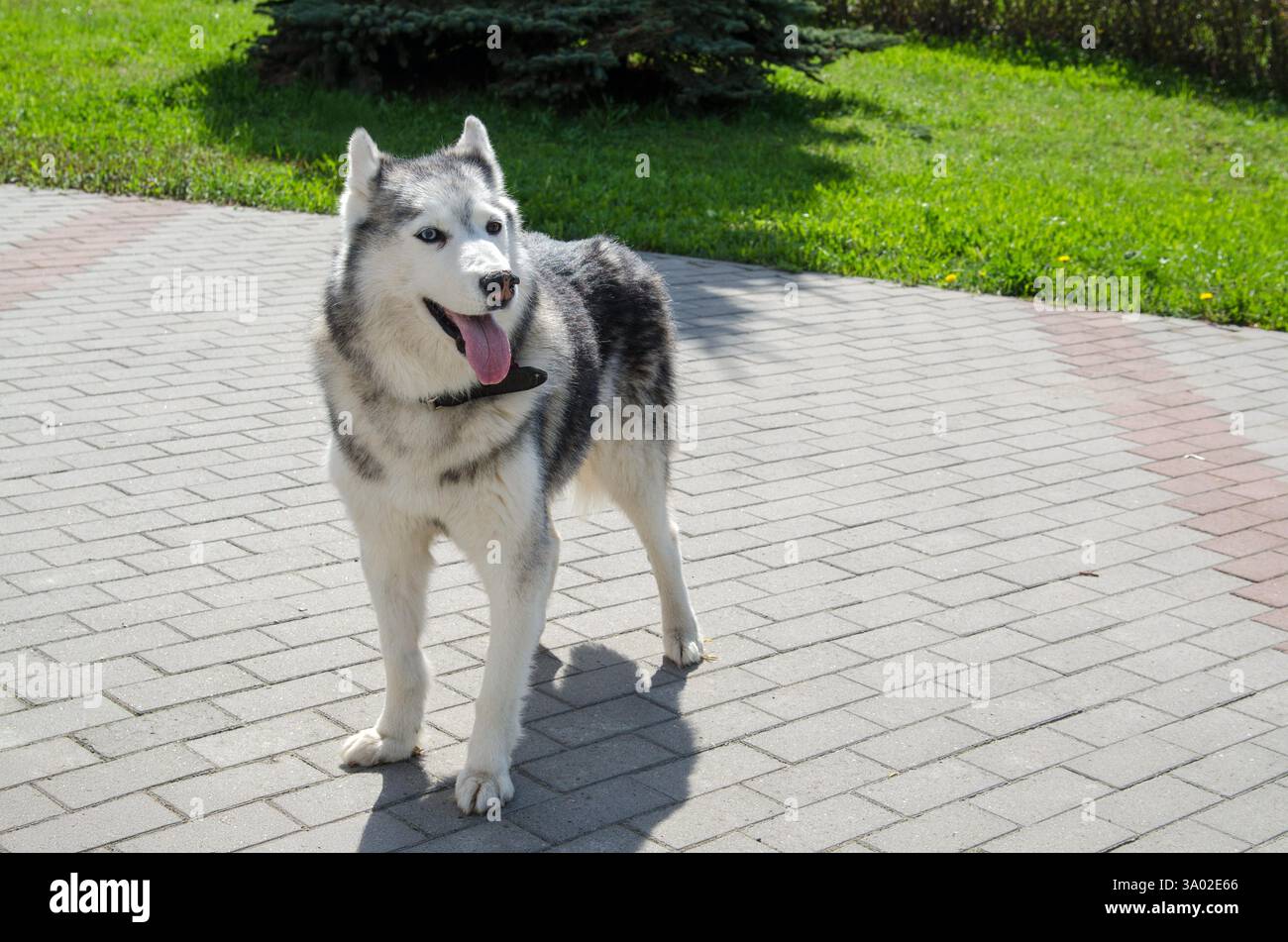 Siberian husky with striking gray and white fur stands on sunlit paved ...